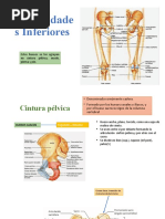 Anatomía de la Arteria Pedia del Pie | PDF | Pie | Dedo del pie