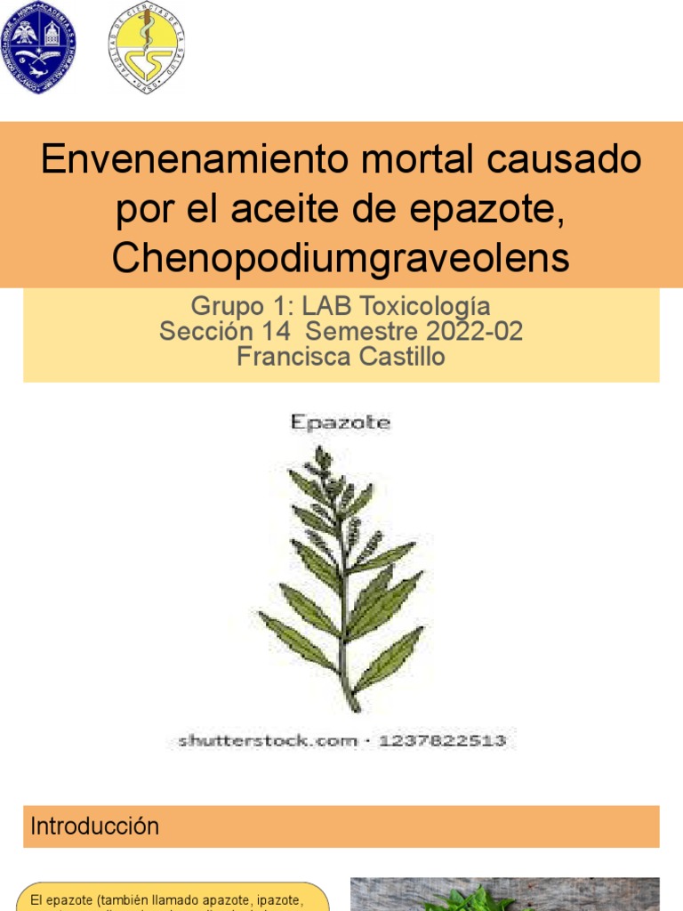 Peligros del Aceite de Epazote | PDF | Medicina CLINICA | Especialidades Medicas