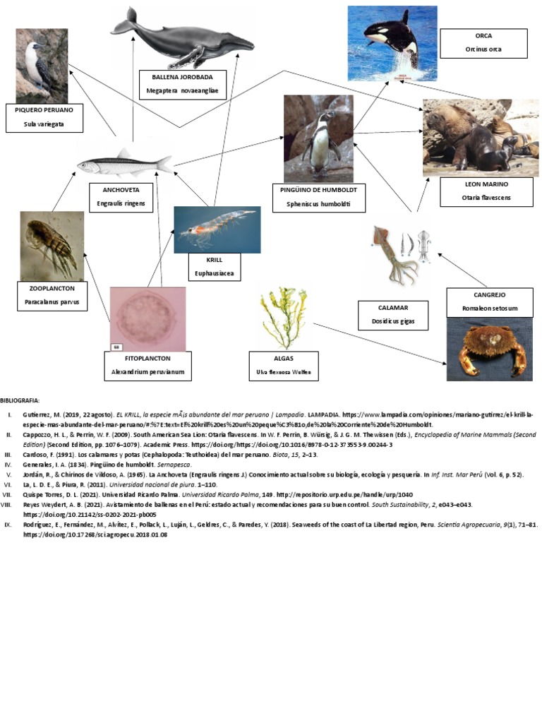 Red Trofica Marina - Practica Ecologia | PDF | Vertebrados Marinos