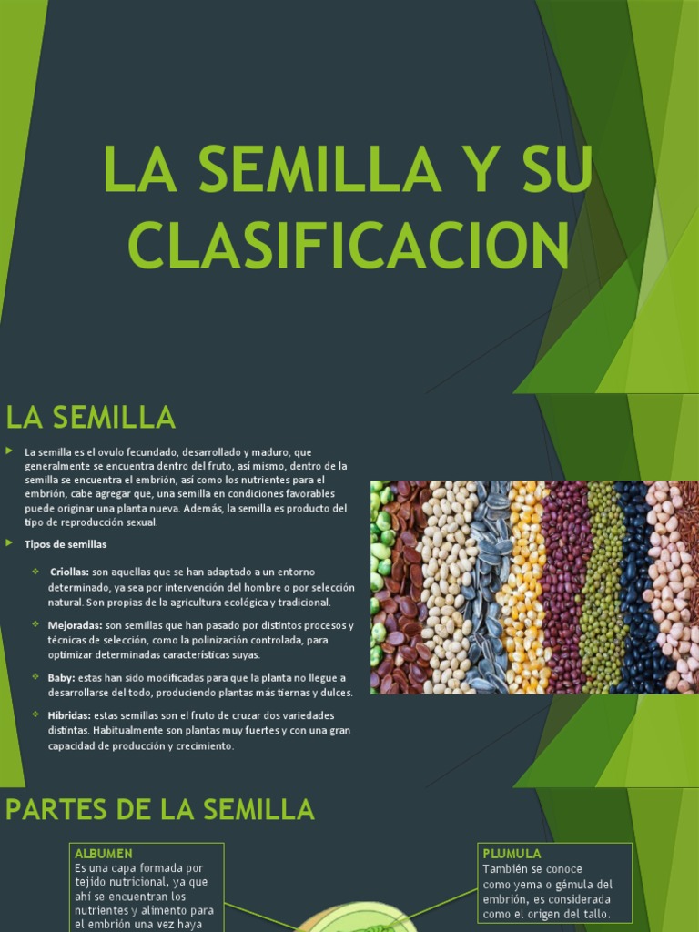 La Semilla y Su Clasificacion | PDF | Semilla | Germinación