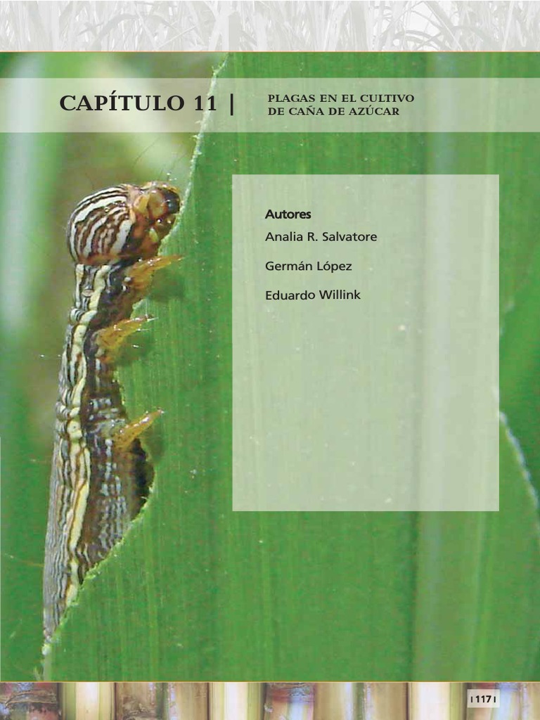 Plagas en el Cultivo de Caña de Azúcar | PDF | Plaga (organismo) | Plantas