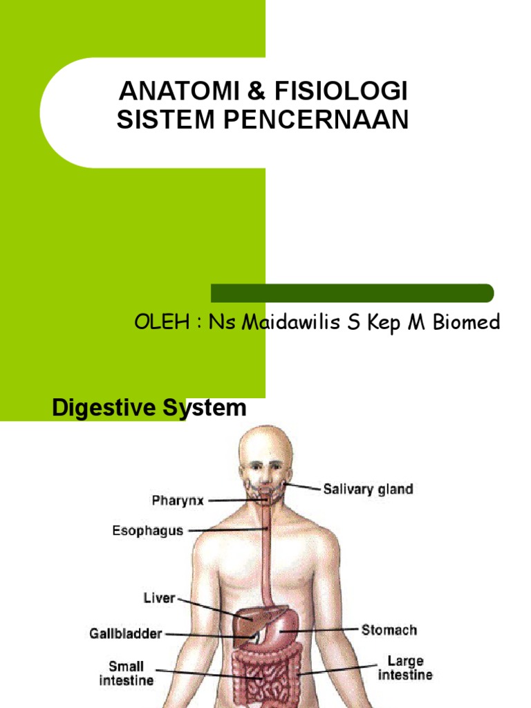 Anatomi Dan Fisiologi Sistem Pencernaan | PDF