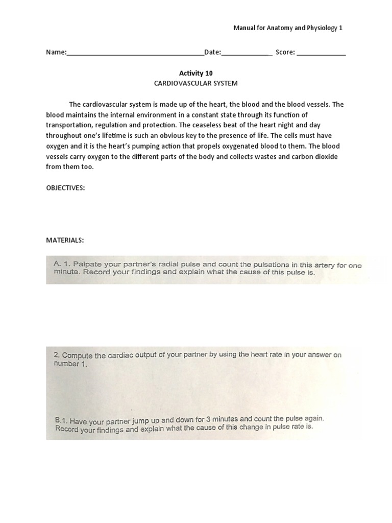 Cardiovascular System | PDF | Heart | Human Body