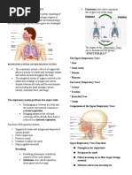 Respiratory System Reviewer | PDF