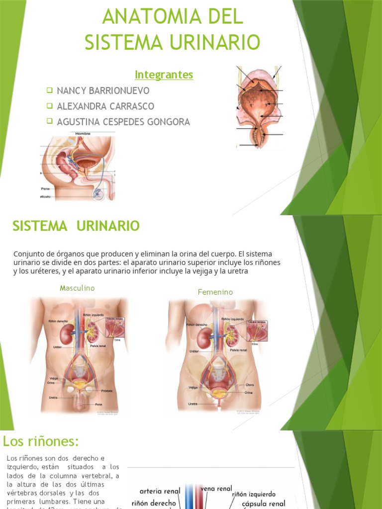 Sistema Urinario | PDF | Sistema urinario | Riñón
