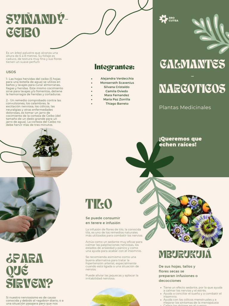 Triptico - Planta Medicinales | PDF | Medicina CLINICA | Enfermedades y trastornos