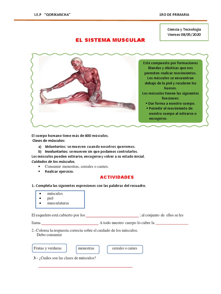 Sistema Muscular | Descargar gratis PDF | Músculo esquelético | Anatomía