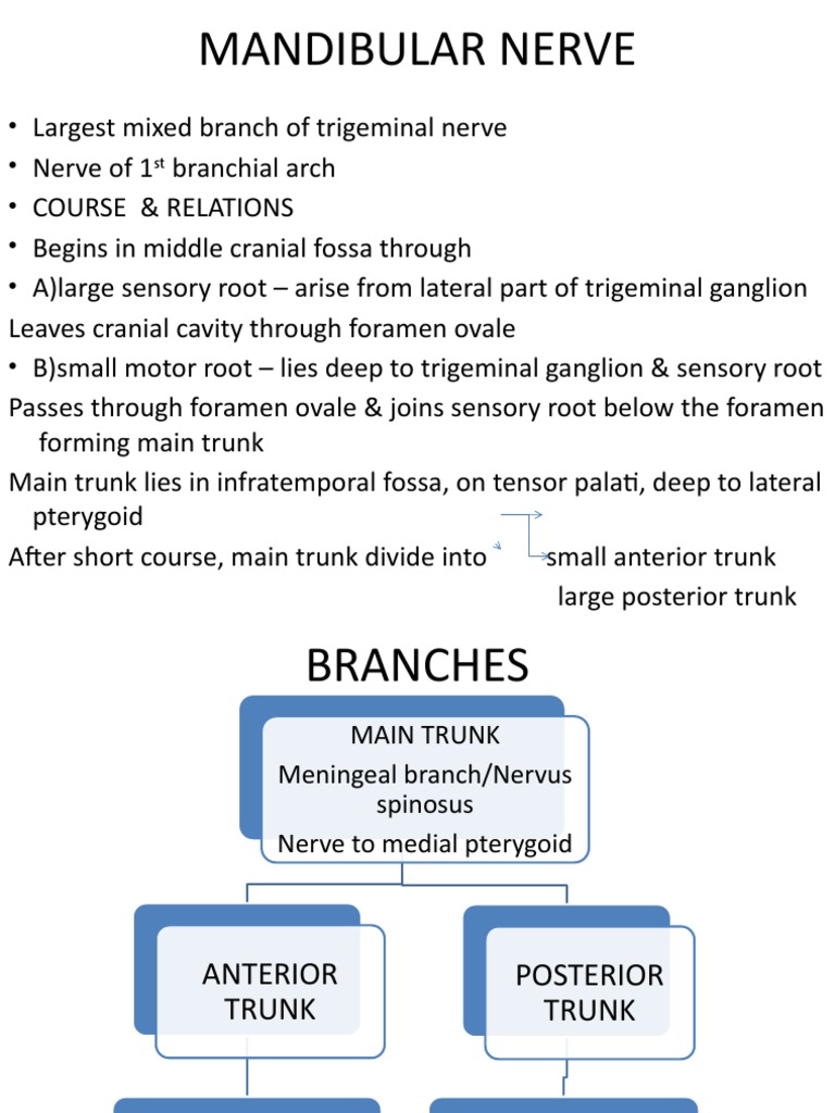 Mandibular Nerve | PDF | Human Head And Neck | Human Anatomy