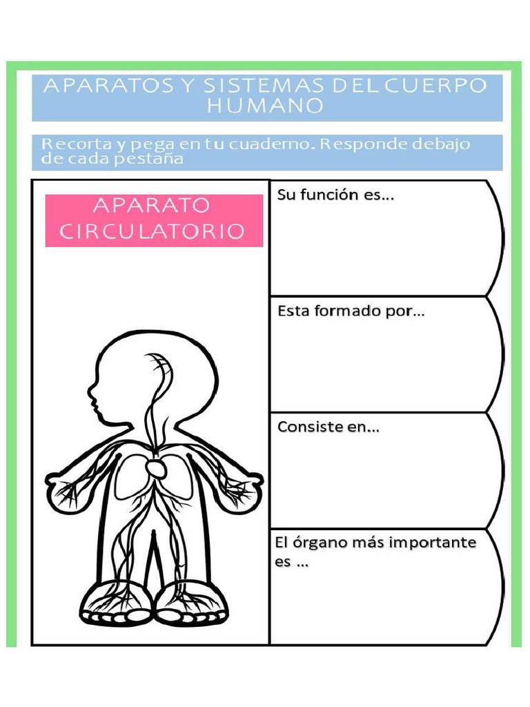 Ficha Del Aparato Circulatorio | PDF