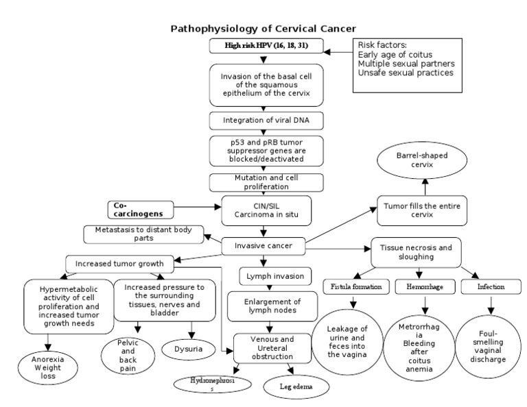 Pathophysiology Of Cervical Cancer Cervical Cancer Neoplasms