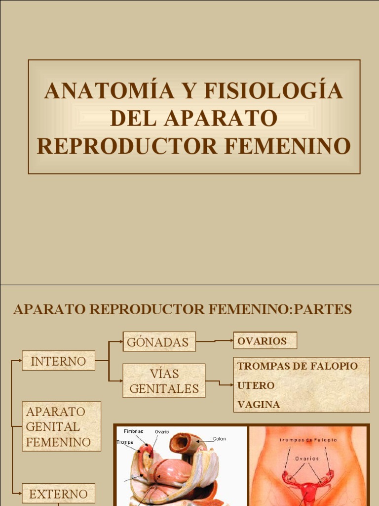 Aparato Reproductor Femenino | PDF | Vagina | Sistema reproductivo