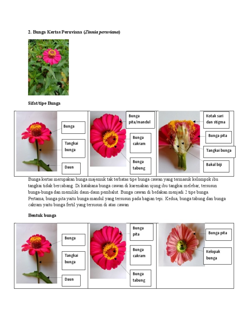 Materi Bunga Sepatu, Soka, Dan Kertas Peruviana | PDF | Sains & Matematika