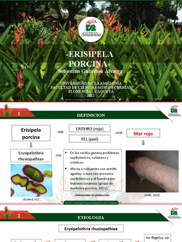 Tratamiento de Erisipela Porcina | PDF | Penicilina | Salud pública