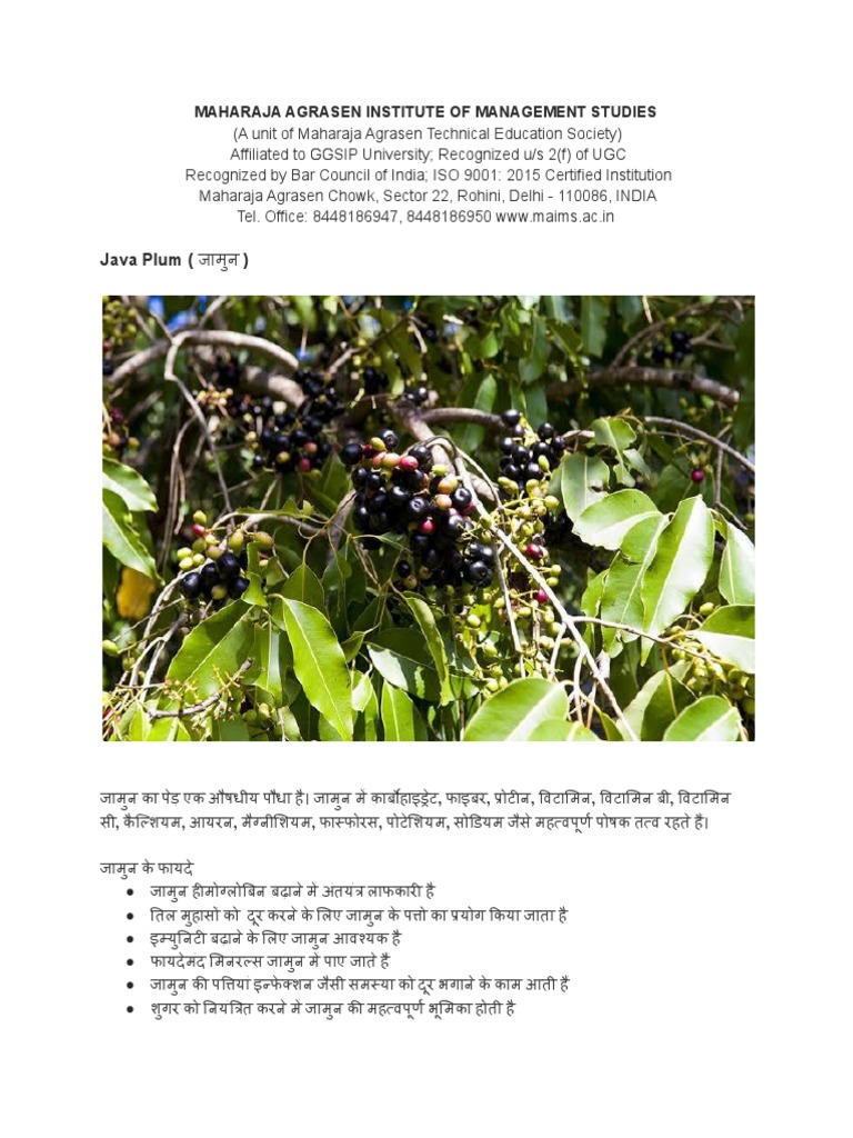 - Java Plum (जामुन) | PDF