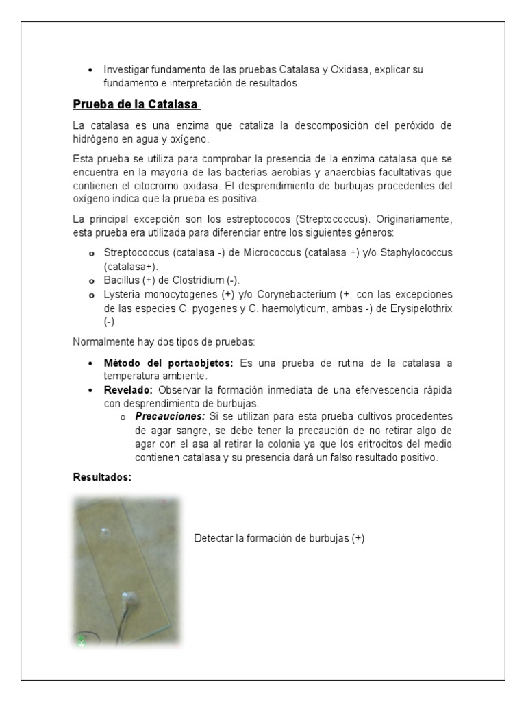Fundamento de Pruebas de Catalasa y Oxidasa | PDF | Estreptococo | Química