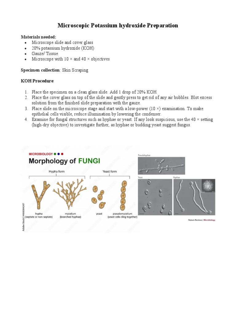 KOH Preparation | PDF