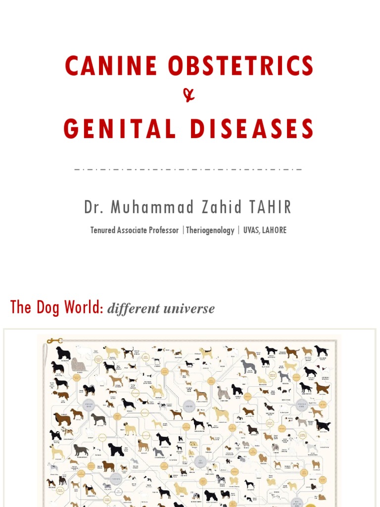 K9 Repro Path Pdf Infertility Vagina 