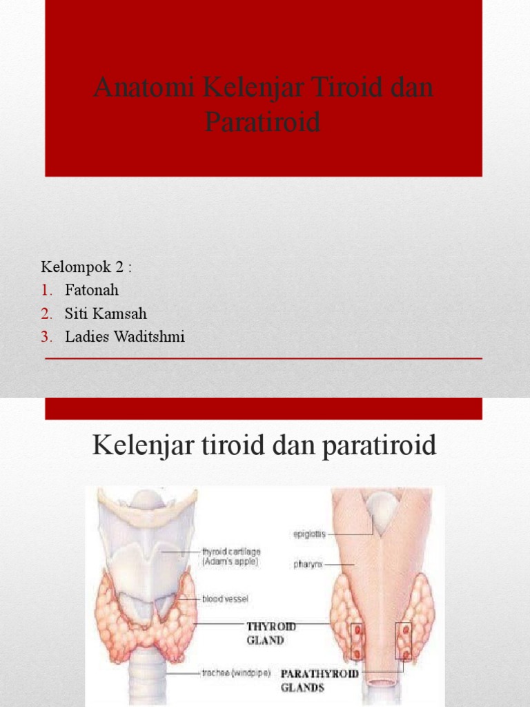 Anatomi Kelenjar Tiroid Dan Paratiroid Kel.2 | PDF