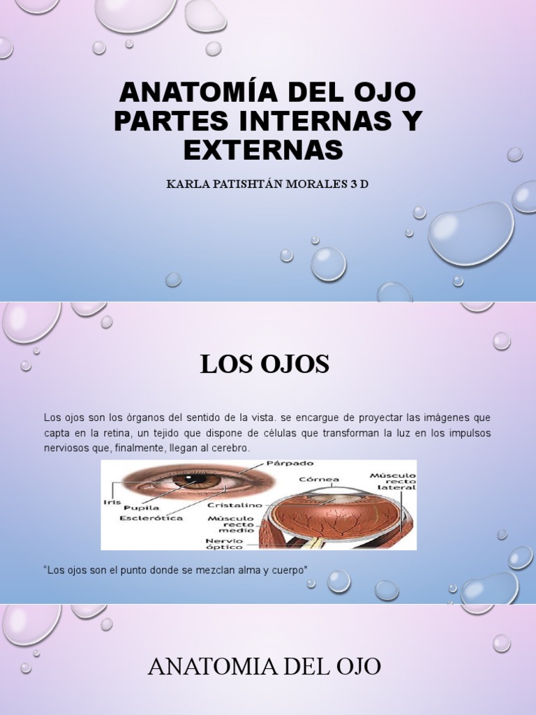 8.-Anatomia Del Ojo Partes Internas y Externas | PDF | Ojo humano ...