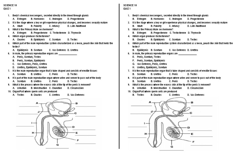 SCIENCE 10 - Quiz 1 - Male Reproductive | PDF | Reproductive System ...