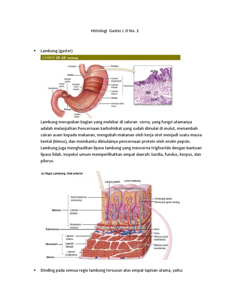 Histologi Gaster L O No | PDF