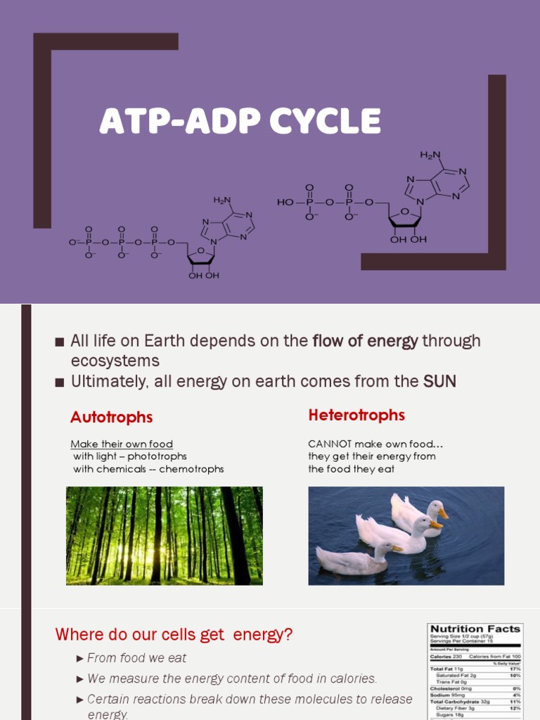 Adp Atp Cycle Download Grátis Pdf Adenosine Triphosphate