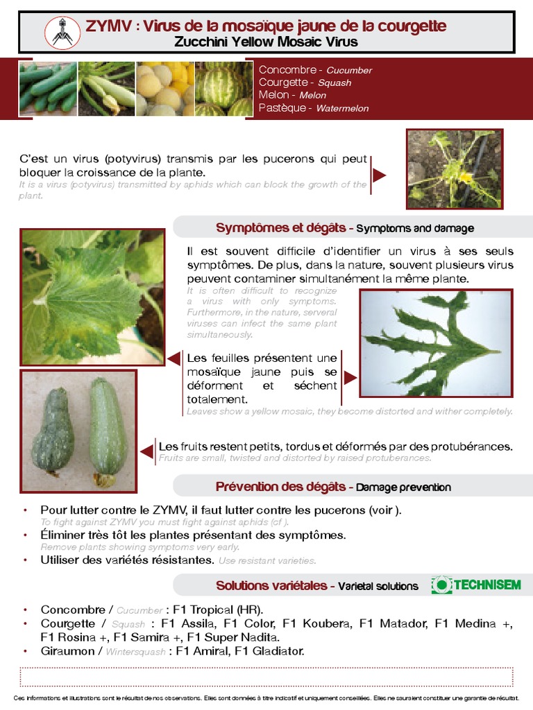 Virus de la mosaïque de la courgette | PDF | Fruits comestibles ...