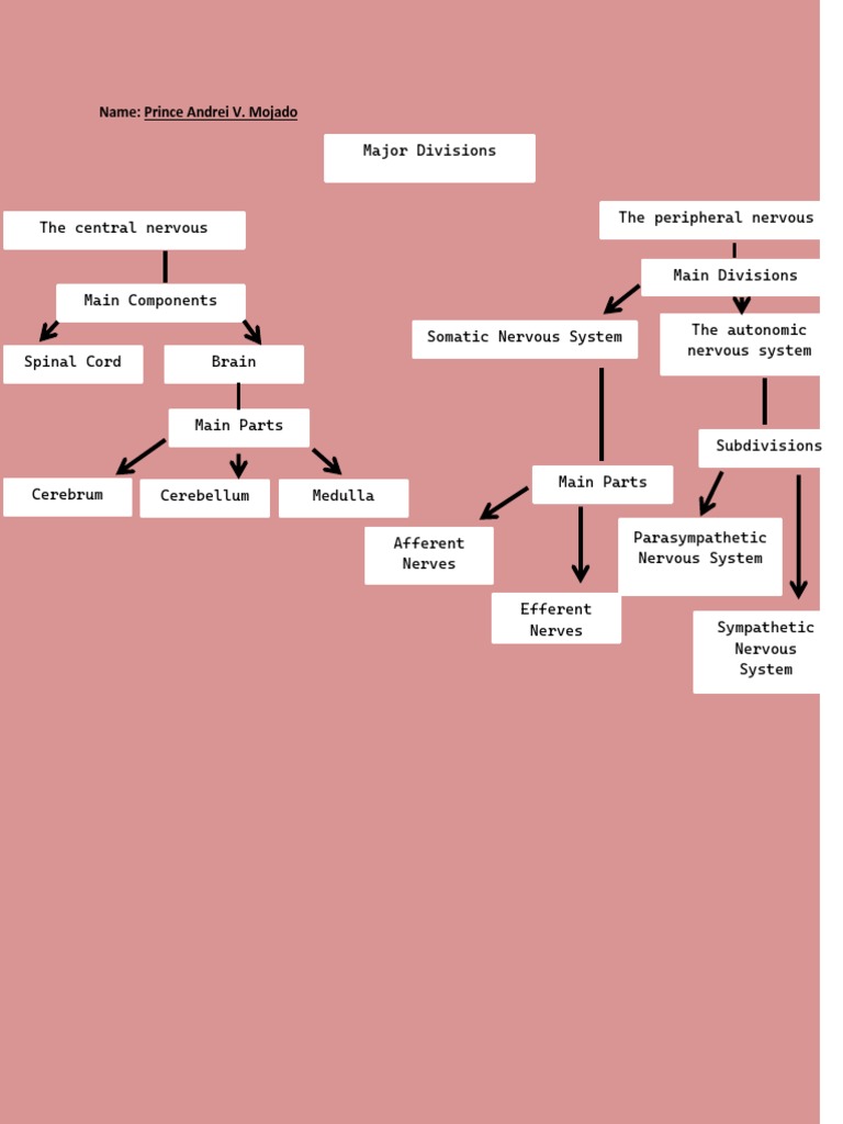 Concept Map of The Nervous System | PDF
