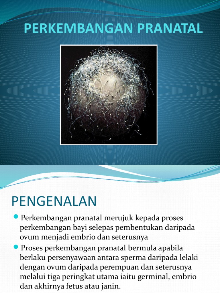 Perkembangan Pranatal | PDF