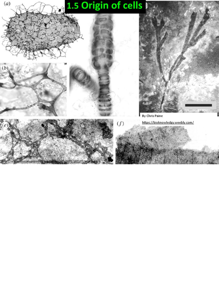 Origin of Life Cells | PDF | Abiogenesis | Cell (Biology)
