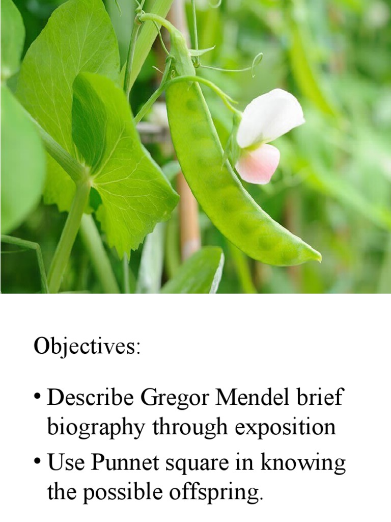 Predicting the Possibilities: Using a Punnett Square to Model the ...