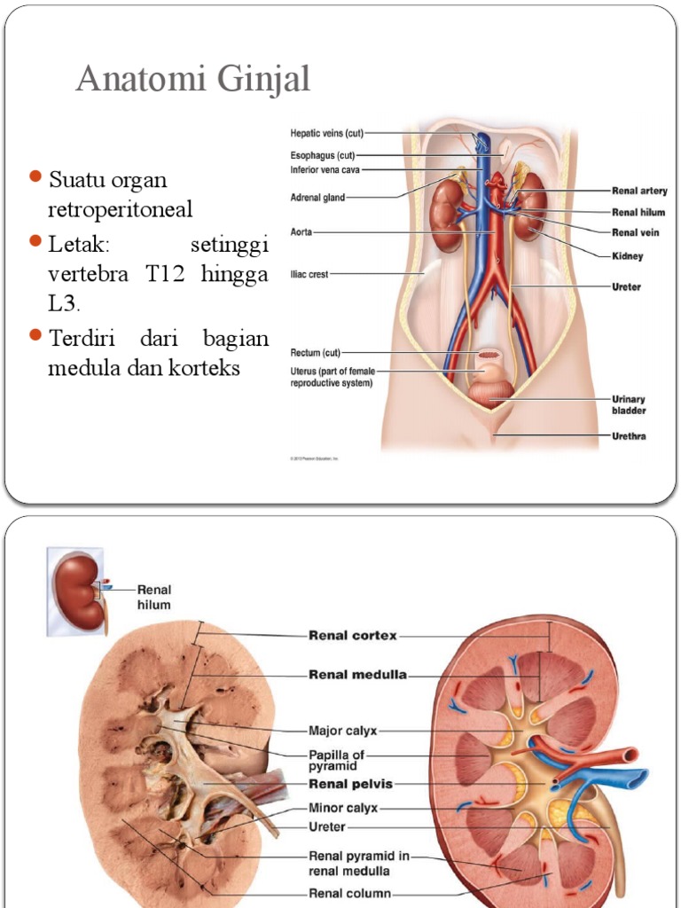 Anatomi Ginjal | PDF