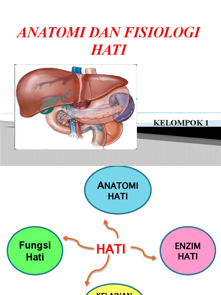 Anatomi Dan Fisiologi Hati | PDF