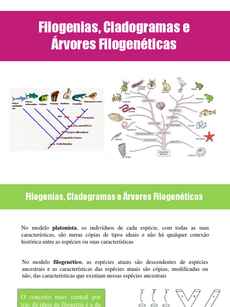 Aula 5 - Filogenias, Cladogramas e Árvores Filogenética | PDF ...