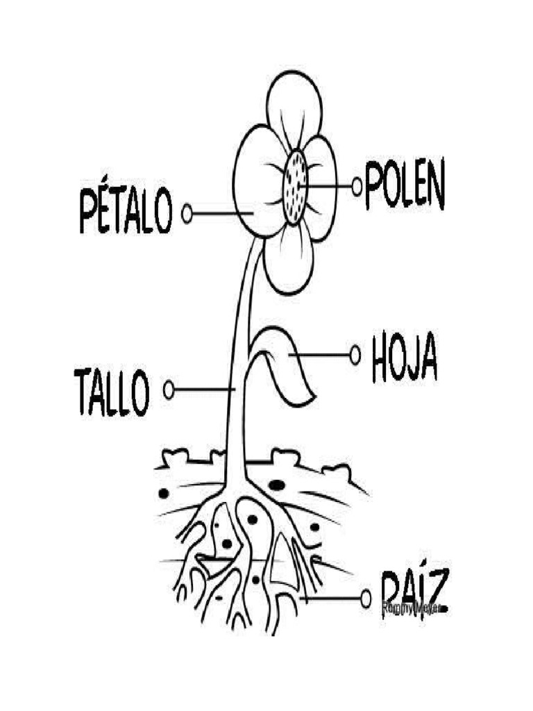 Partes de Una Planta | PDF