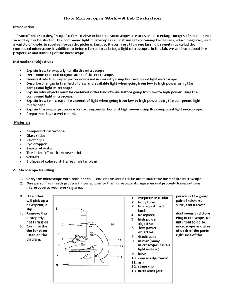 Microscope Skills Activity (F) | PDF | Microscope | Optics