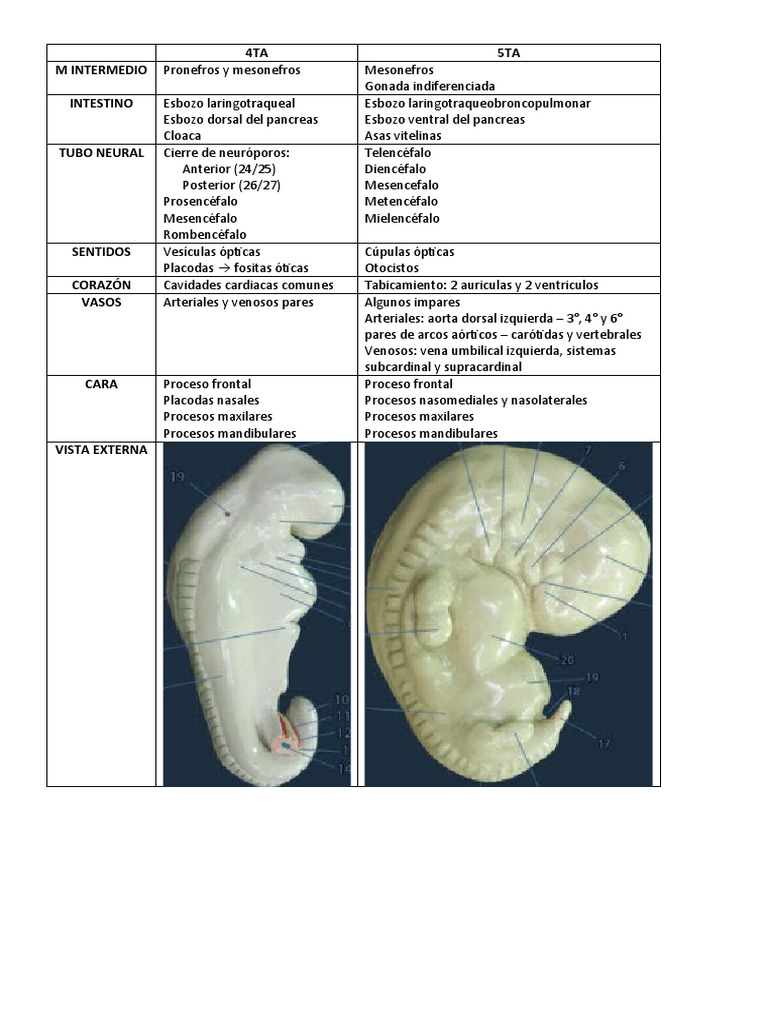 Cuadro Comparativo 4TA Vs 5TA | PDF