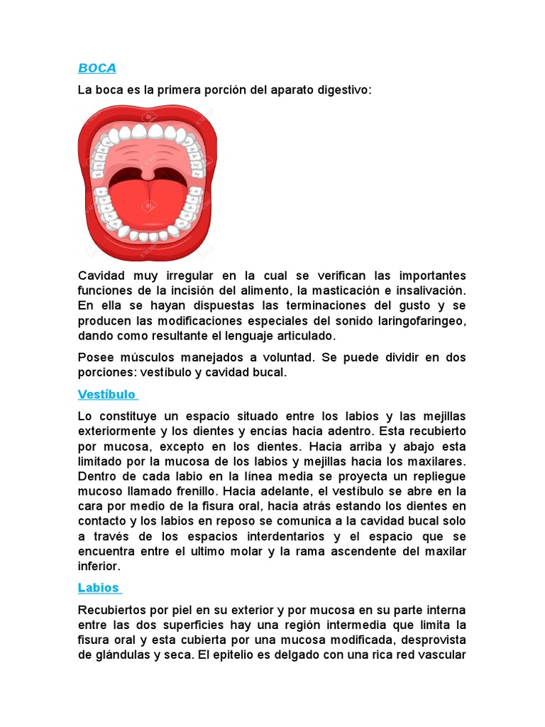 Anatomía y funciones de la boca humana | PDF | Boca | Anatomía humana