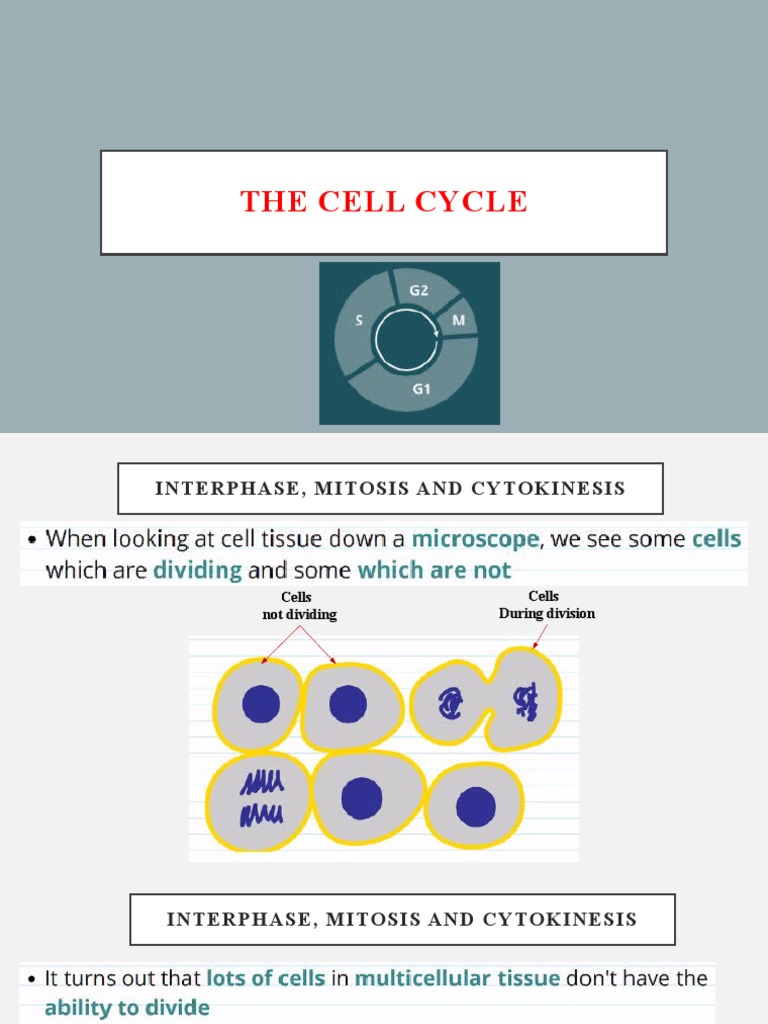 The Cell Cycle | PDF | Mitosis | Cell Cycle