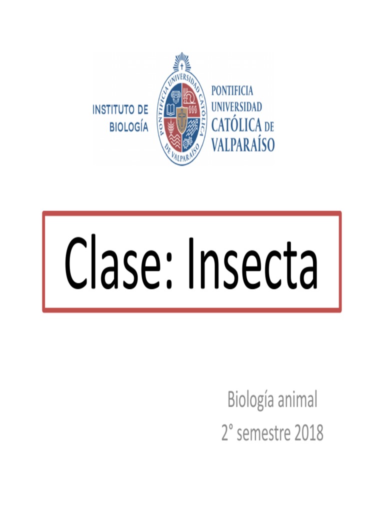 Principales Órdenes de Insectos | PDF | Insectos | Artropodología