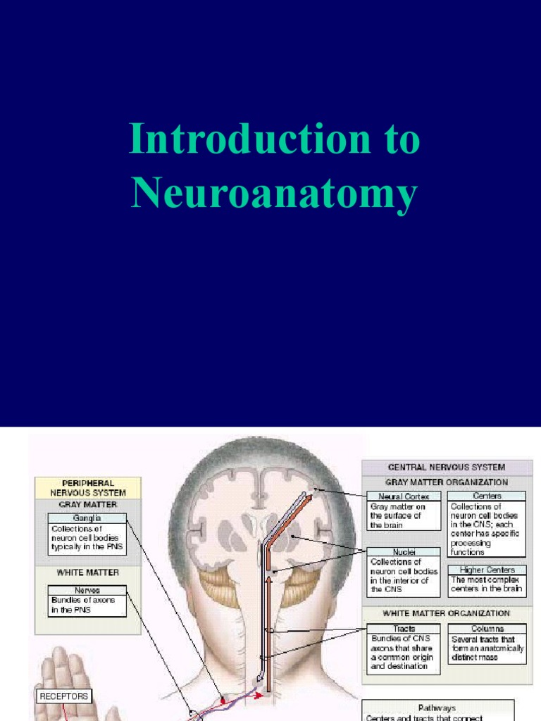 01 Introduction To Neuroanatomy | PDF | Central Nervous System | Neuron