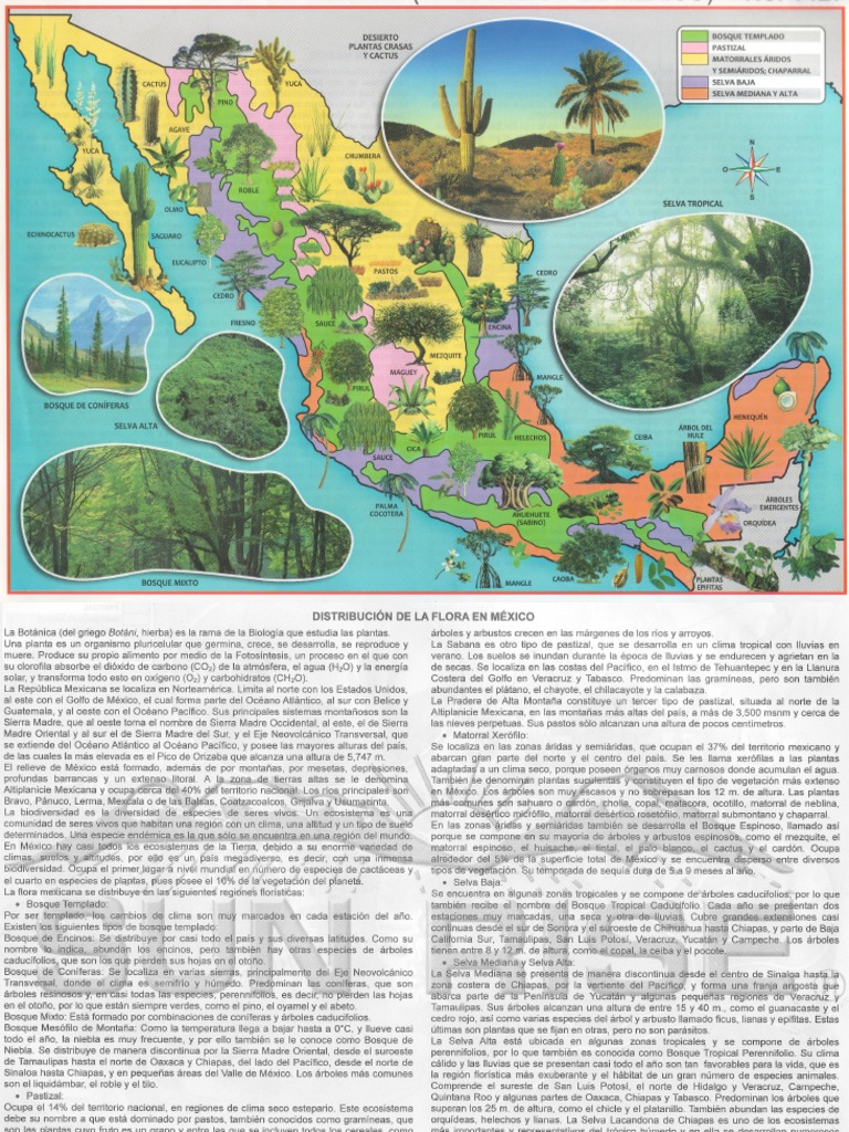 La Flora en Mexico (Vegetacion de Mexico) | PDF