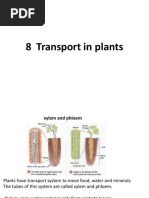 CH 8 Transport in Plants Worksheet 2 Answer | PDF