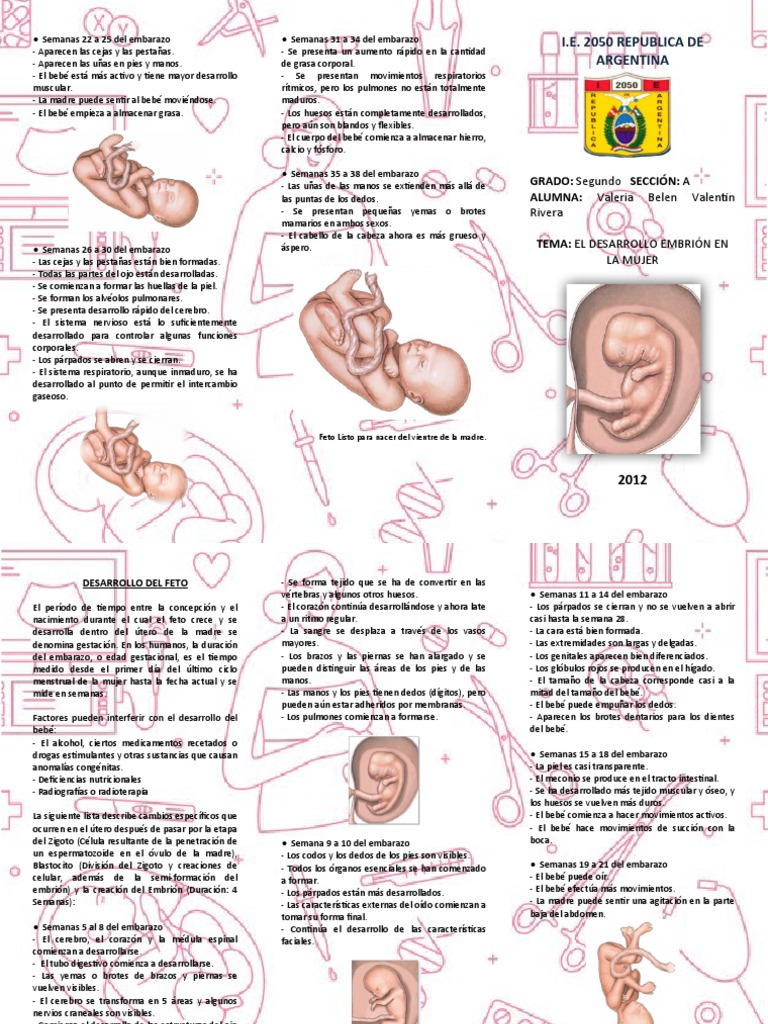 TRIPTICO Desarrollo Del Feto | PDF | El embarazo | Anatomía