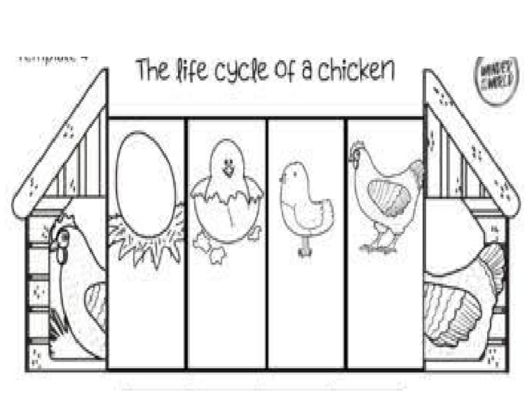 Ciclo de Aves | PDF