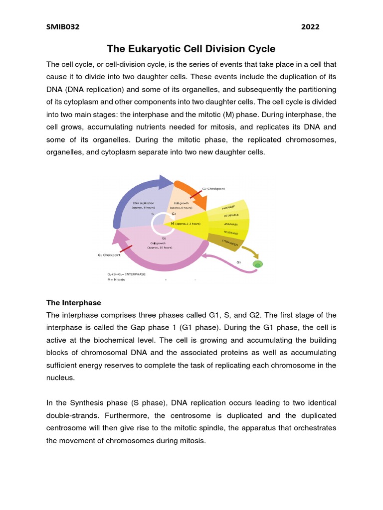 The Comprehensive Overview of the Eukaryotic Cell Cycle: Its Key Phases ...
