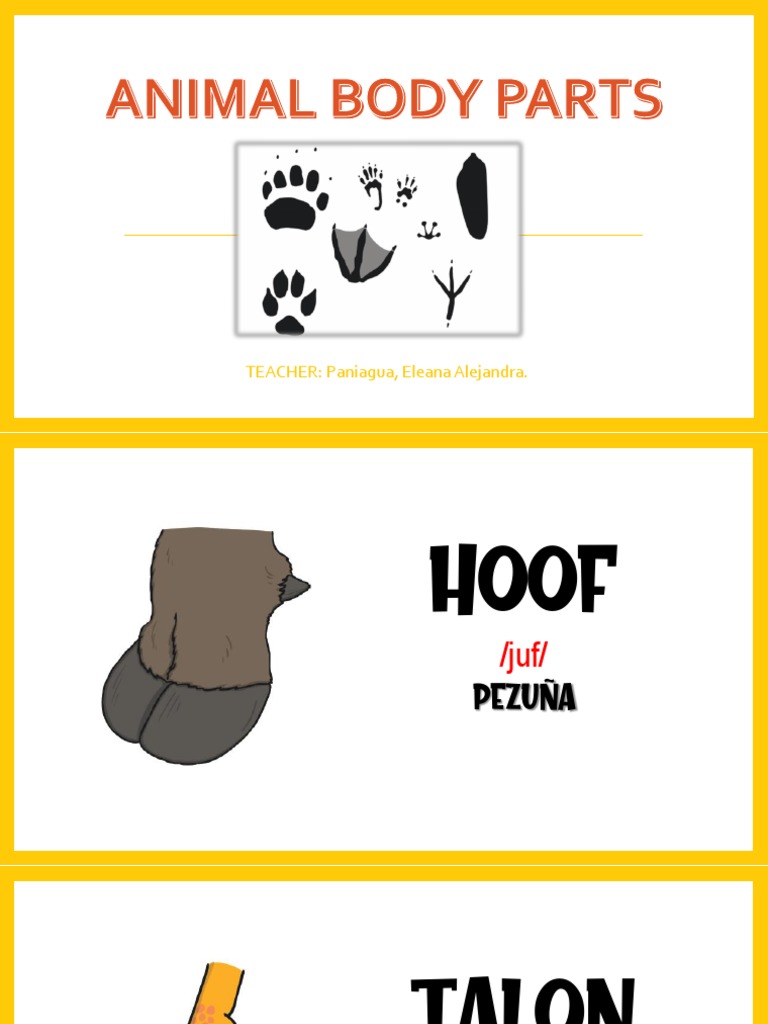 Animal Body Parts | PDF