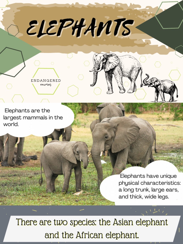 Elephants - Endangered Animal | PDF | Elephant | Endangered Species