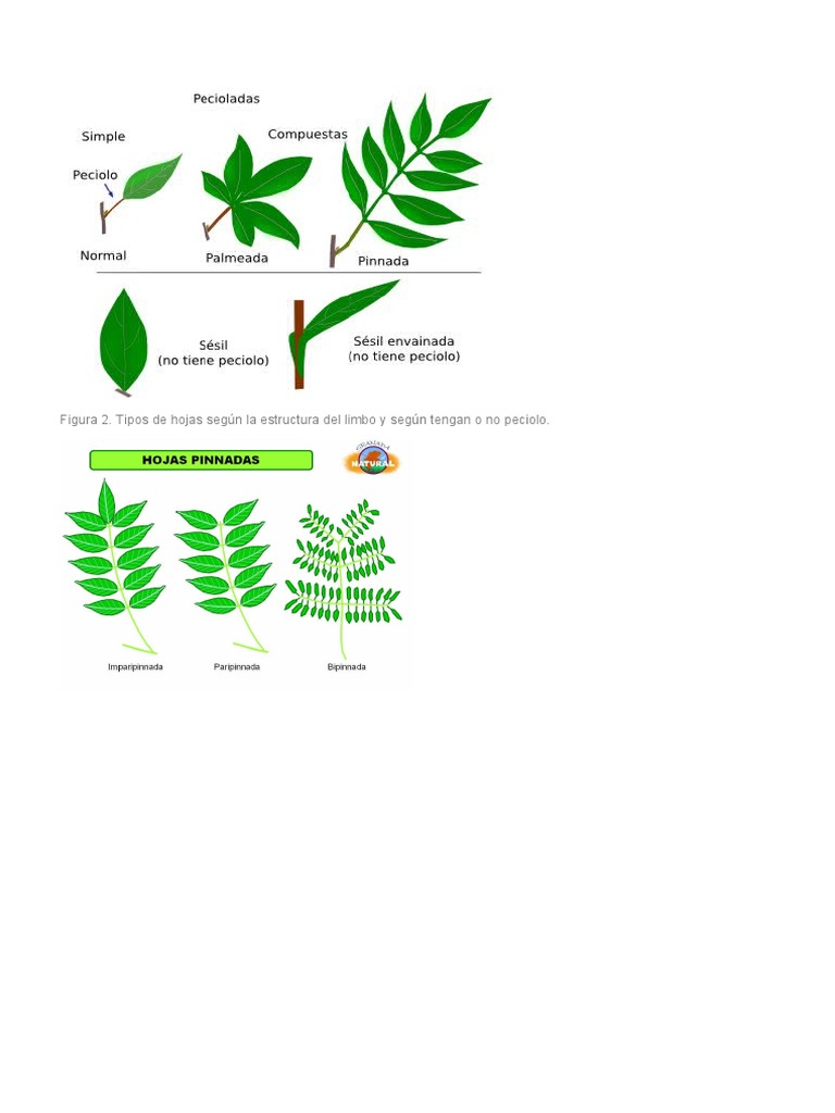 Tipos de hojas, estípulas y morfología foliar en plantas | PDF