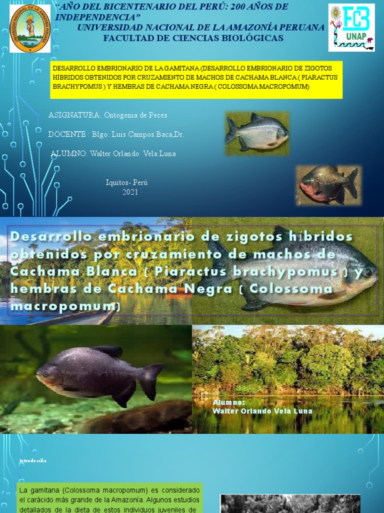 ONTOGENIA | PDF | Biología | Procesos biologicos